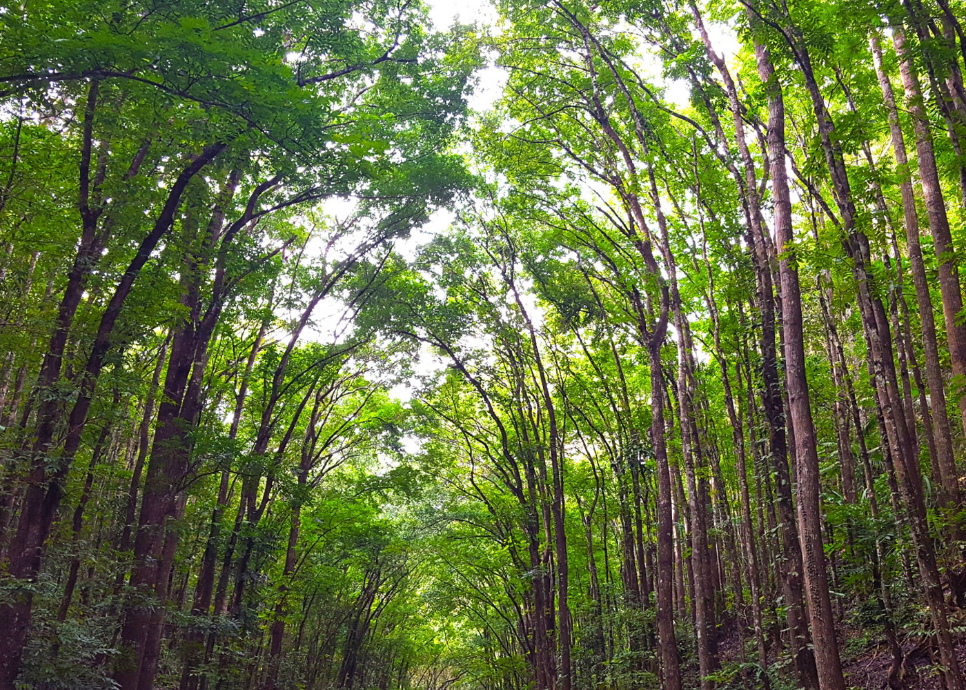 Cebu Island 5days | ナイトフライト